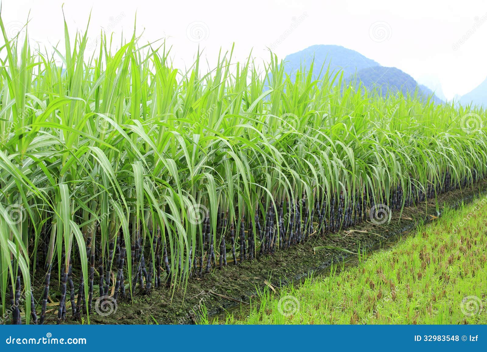 Trzciny Cukrowa Gospodarstwo Rolne Zdjęcie Stock - Obraz złożonej z ...