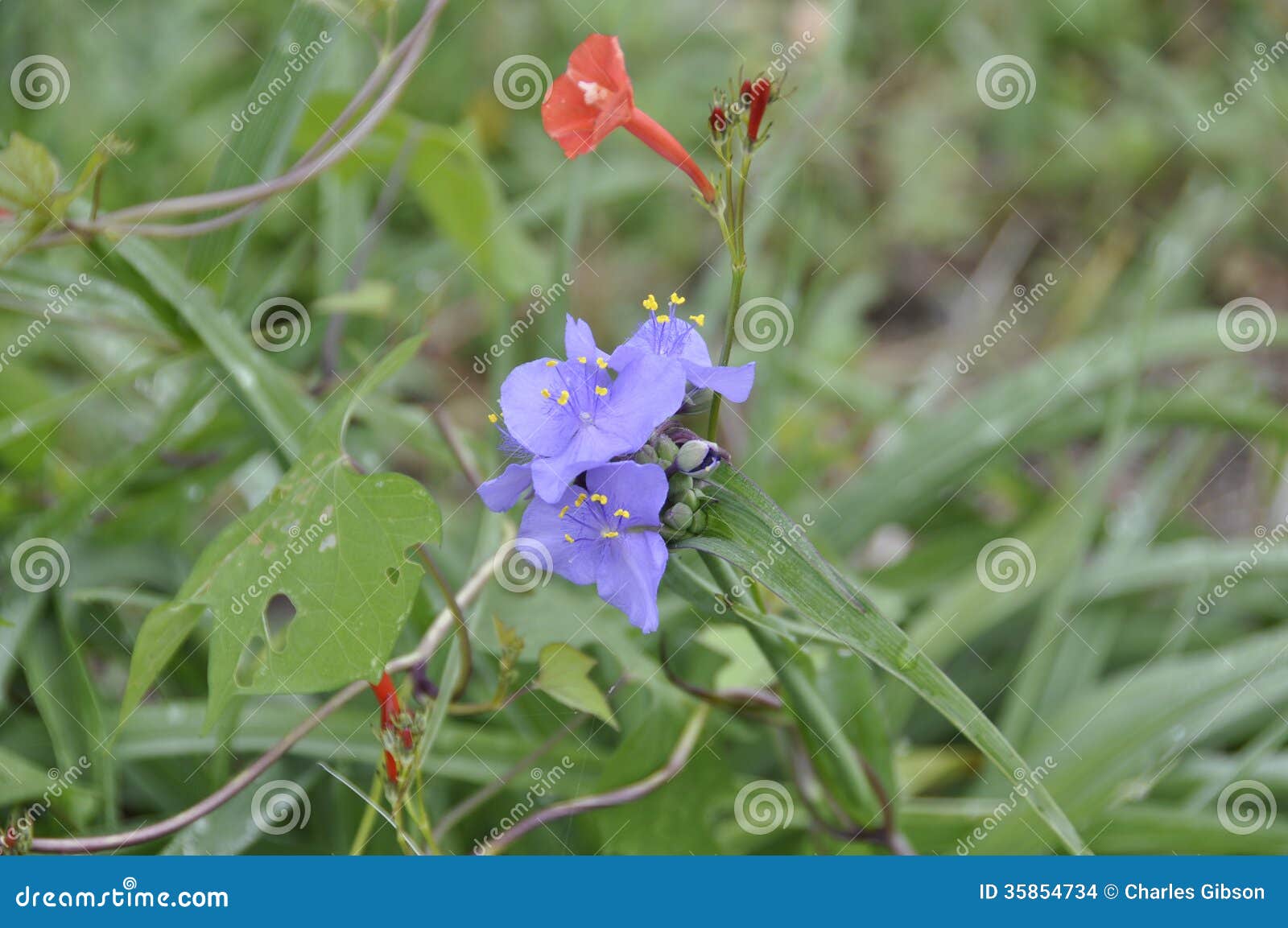 Trzykrotka (tradeskanci Subaspera) Zdjęcie Stock - Obraz złożonej z ...