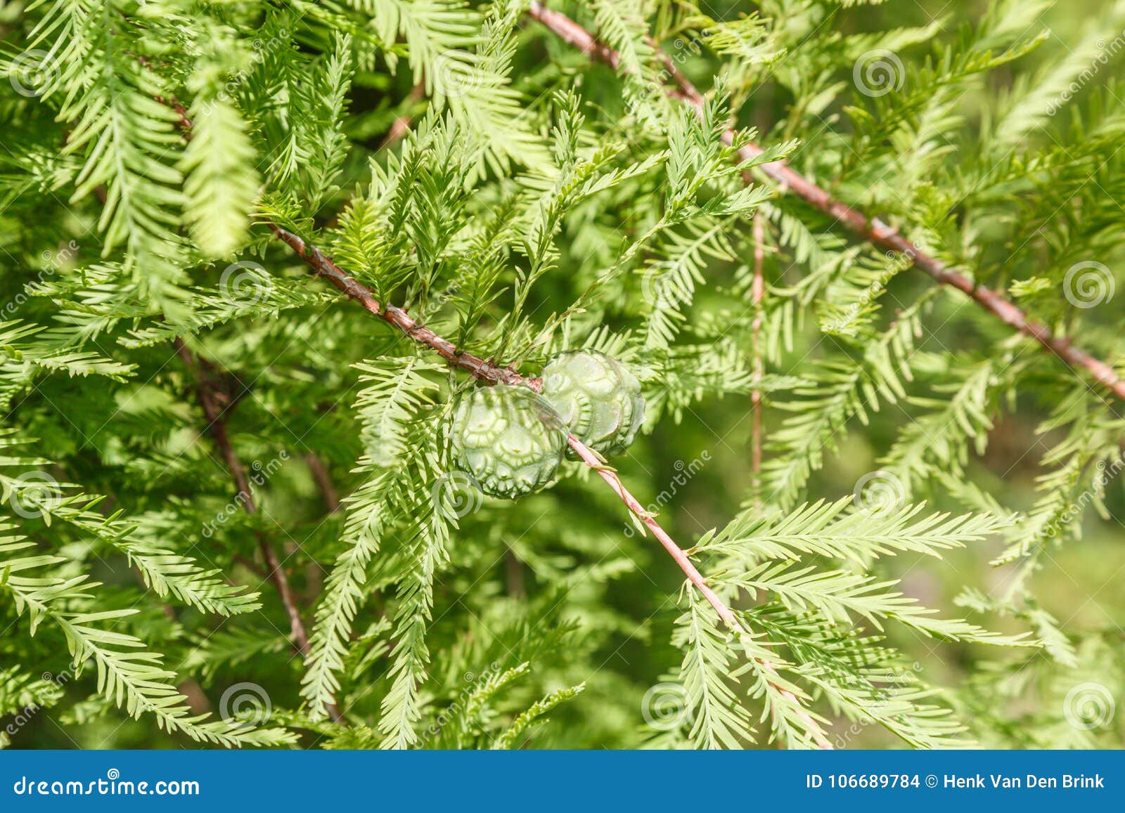 Close Up Of The Fruits Of Bald Cypress Taxodium Distichum In A