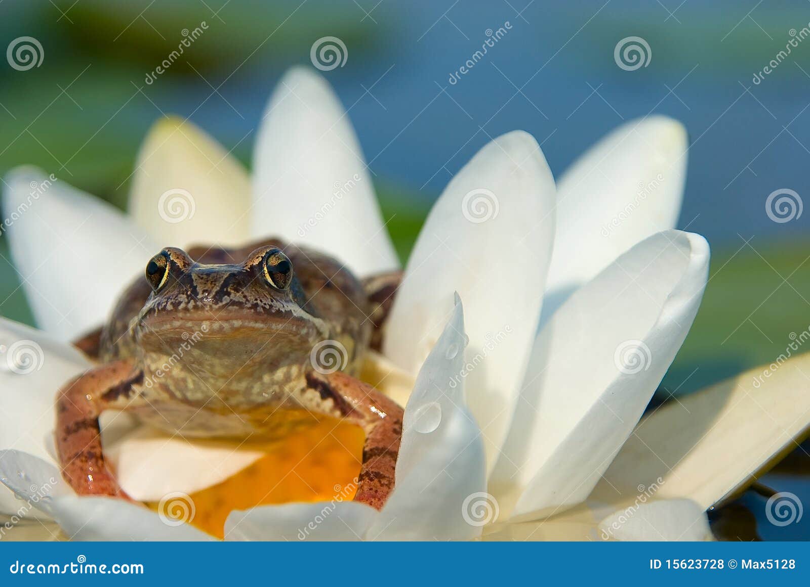 Tsarevna - frog stock photo. Image of species, meditation - 15623728 Tsarevna - frog stock photo. Image of species, meditation - 15623728