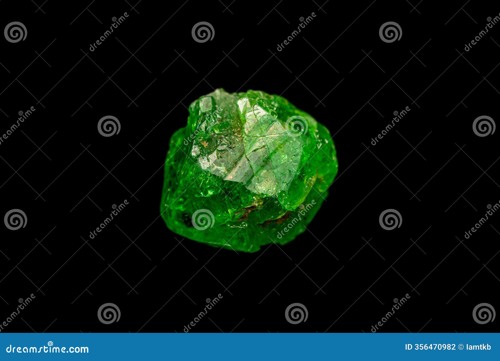 Closeup Of The Rare Japanese Tsushima Salamander, Hynobius Tsuensis ...
