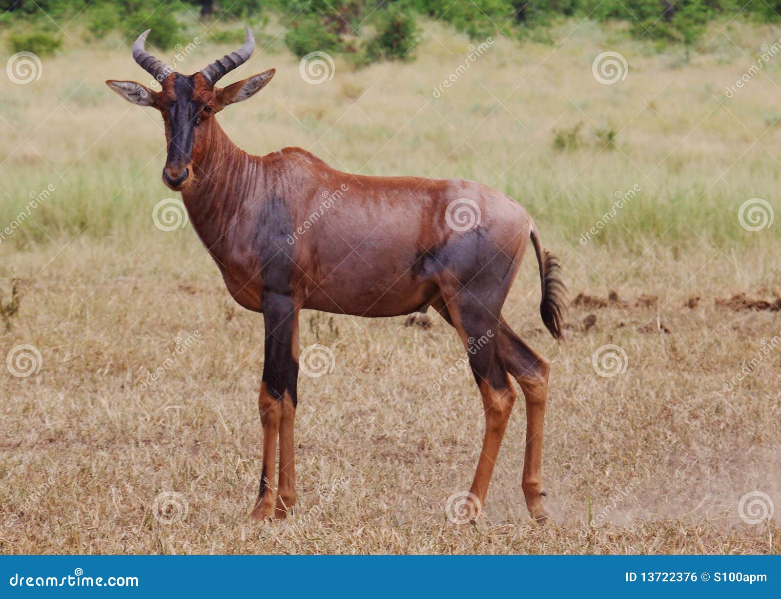 Tsessebe stock photo. Image of africa, gazelle, antelope - 13722376