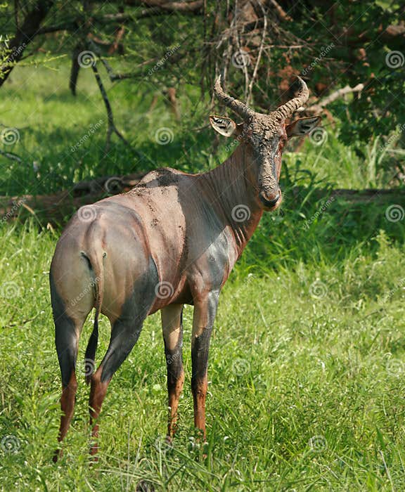 Tsessebe stock image. Image of browser, horns, wildlife - 19171299