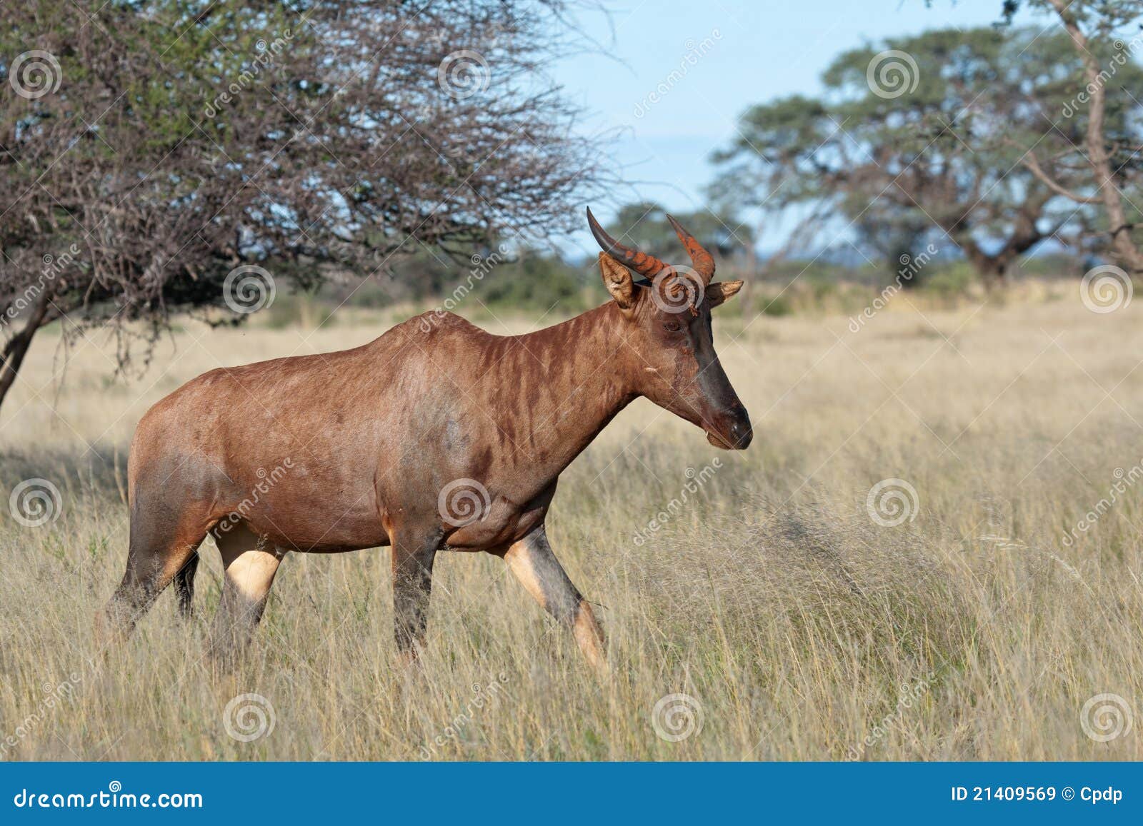 Tsessebe stock image. Image of south, conservation, wild - 21409569