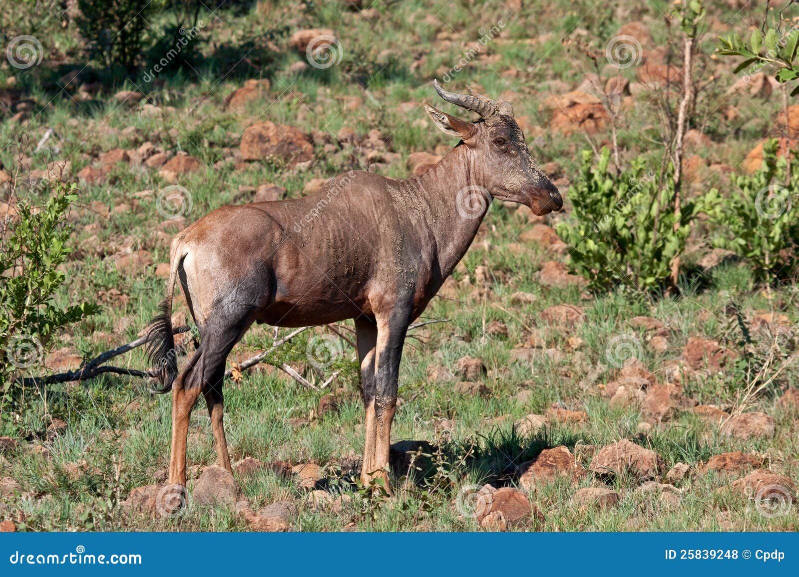 Tsessebe stock photo. Image of african, herbivore, nature - 25839248