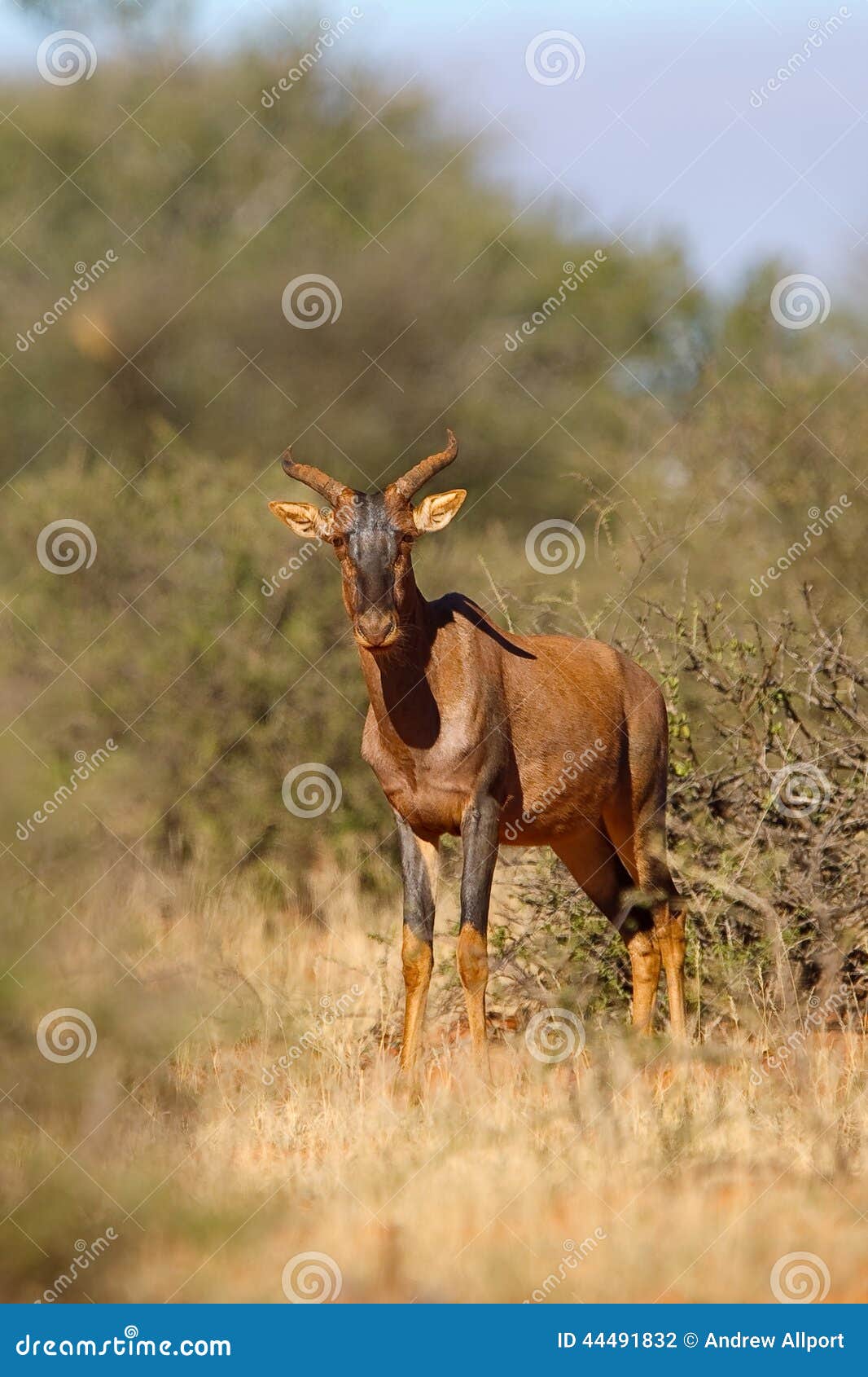 Tsessebe foto de stock. Imagem de fundo, selvagem, botsuana - 44491832