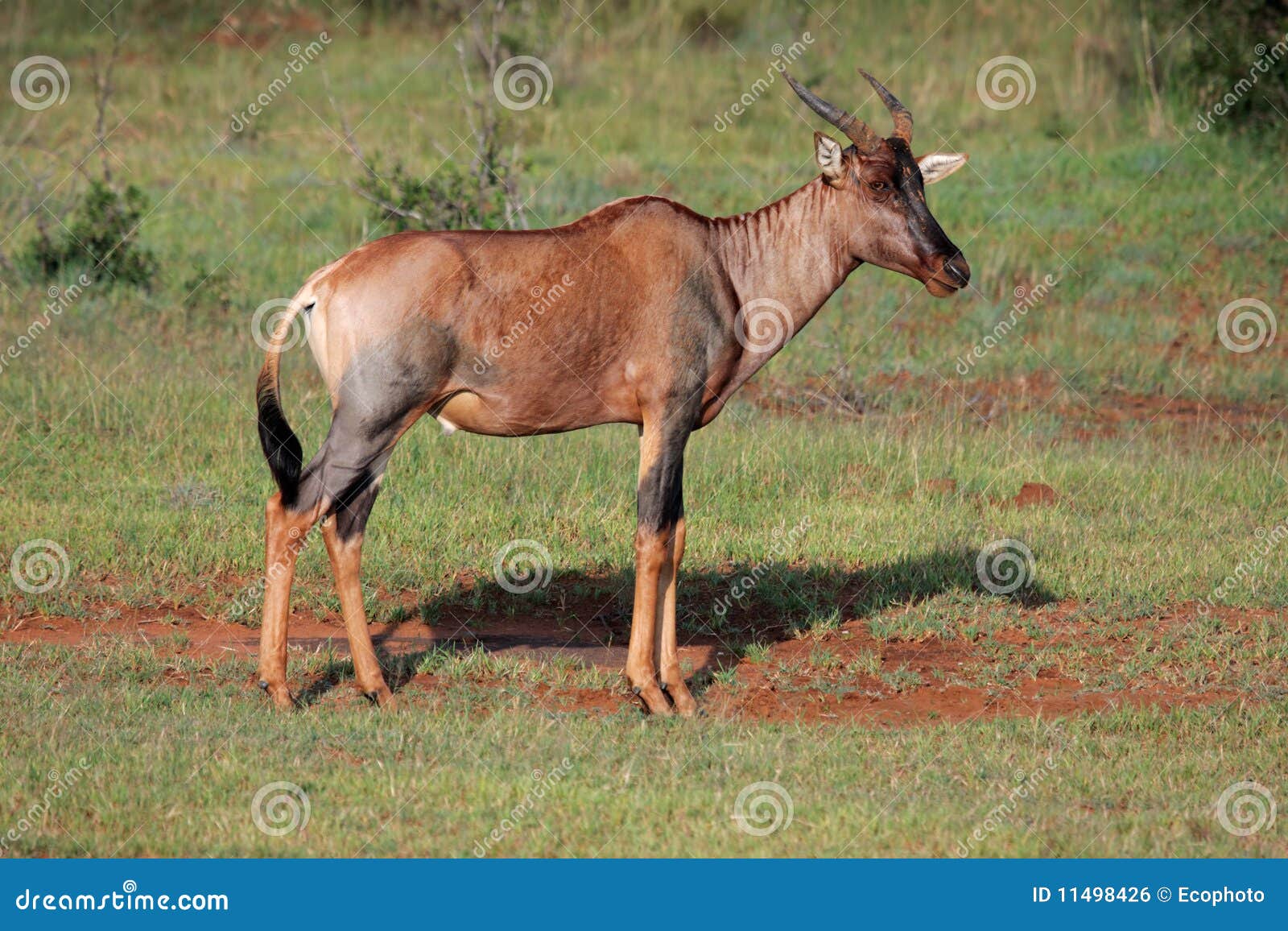 Tsessebe antelope stock photo. Image of animal, natural - 11498426