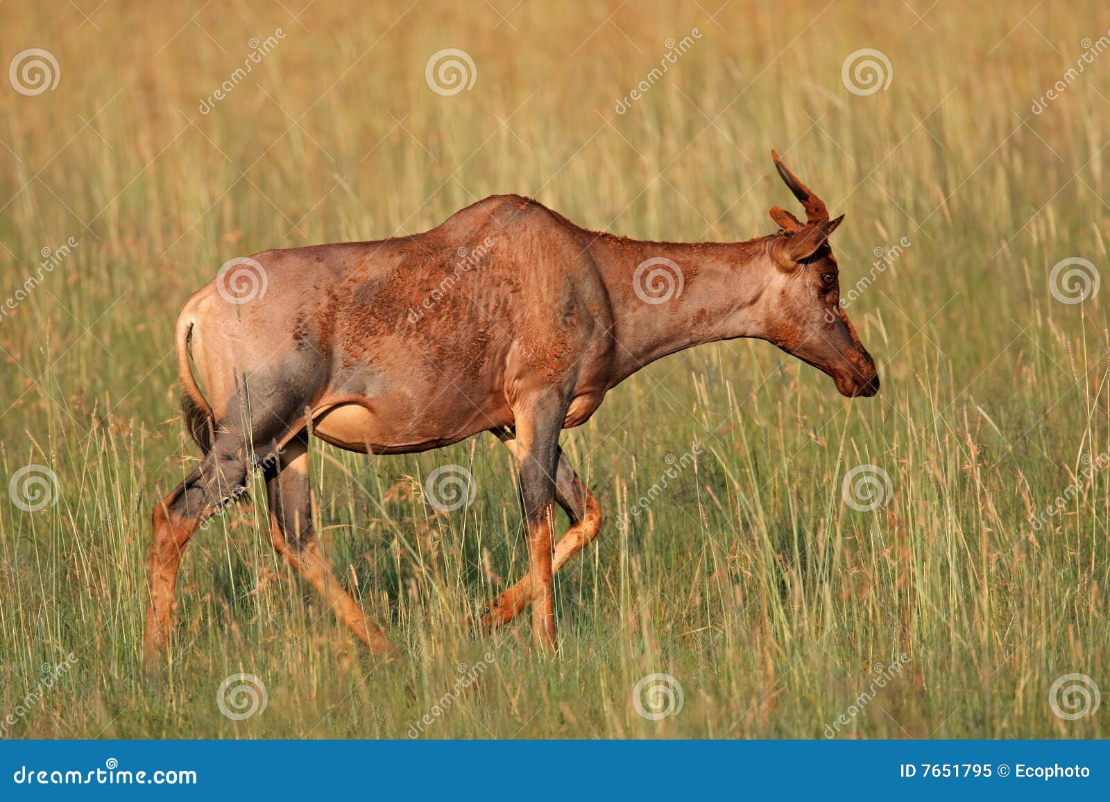Tsessebe antelope stock image. Image of rare, ecology - 7651795