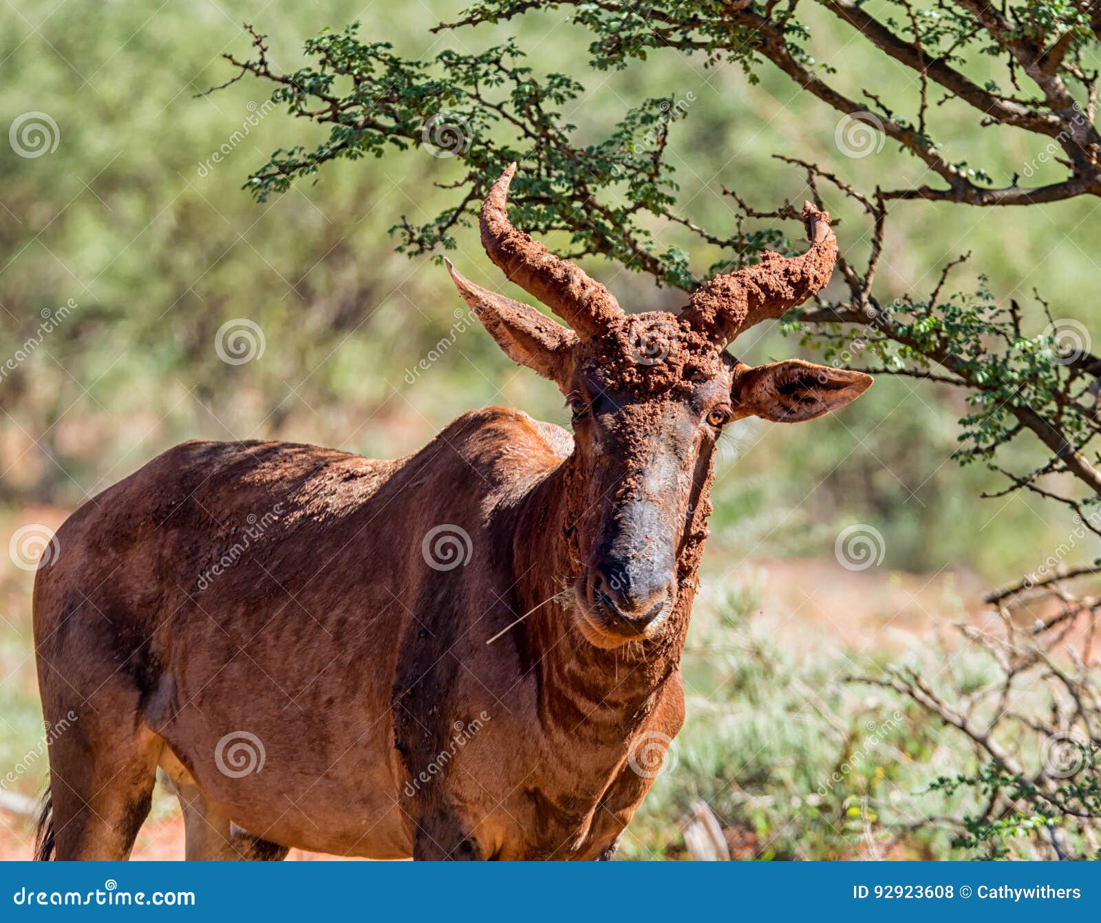 Tsessebe Antelope stock photo. Image of african, curved - 92923608