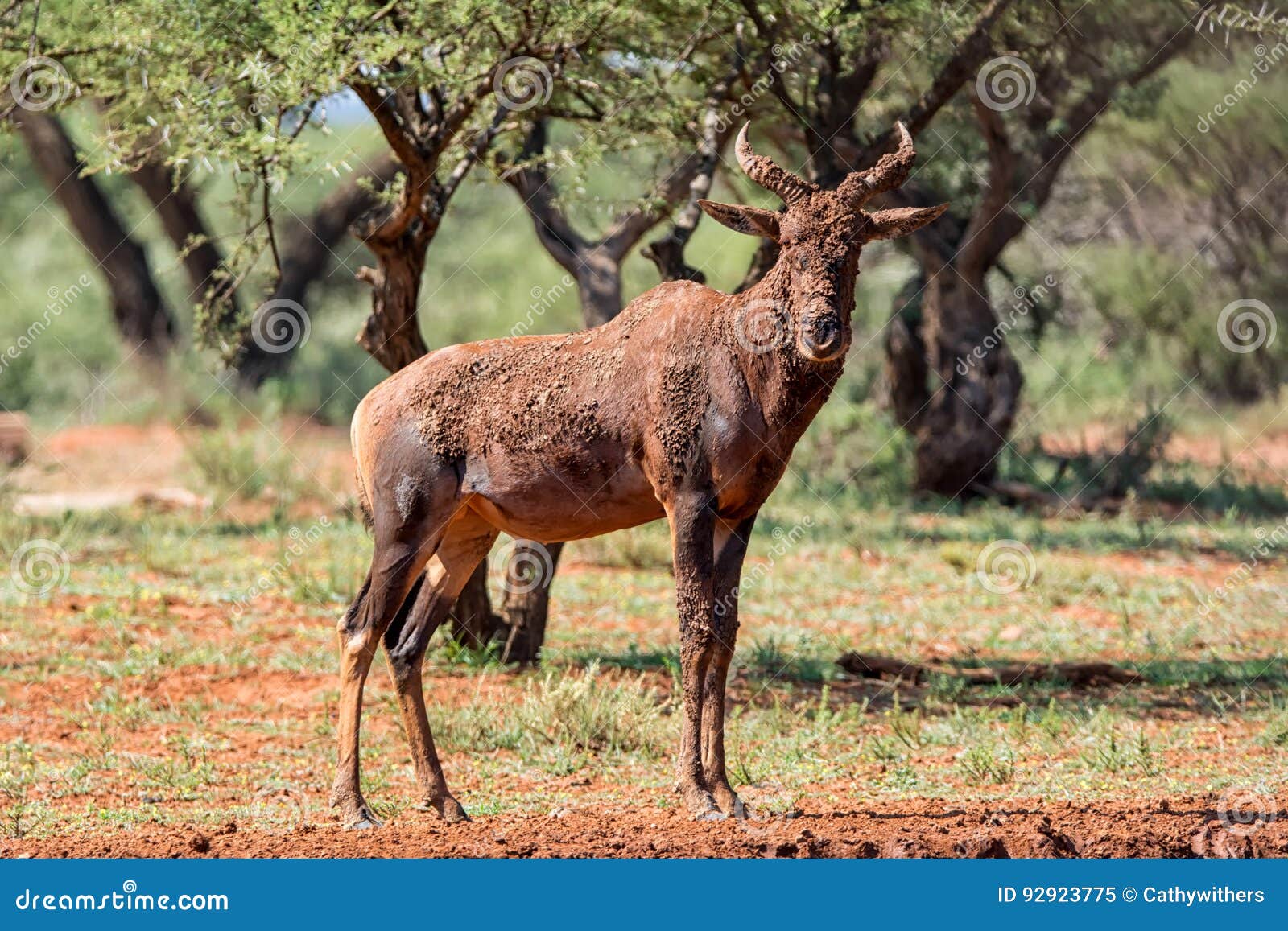 Tsessebe Antelope stock image. Image of horn, grass, earth - 92923775