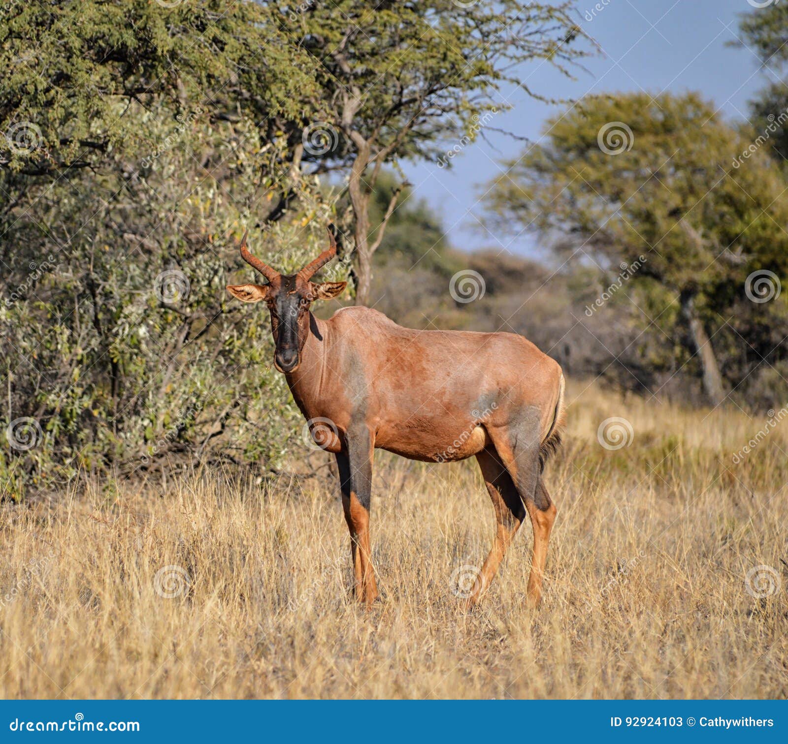 Tsessebe Antelope stock image. Image of damaliscus, herbivore - 92924103