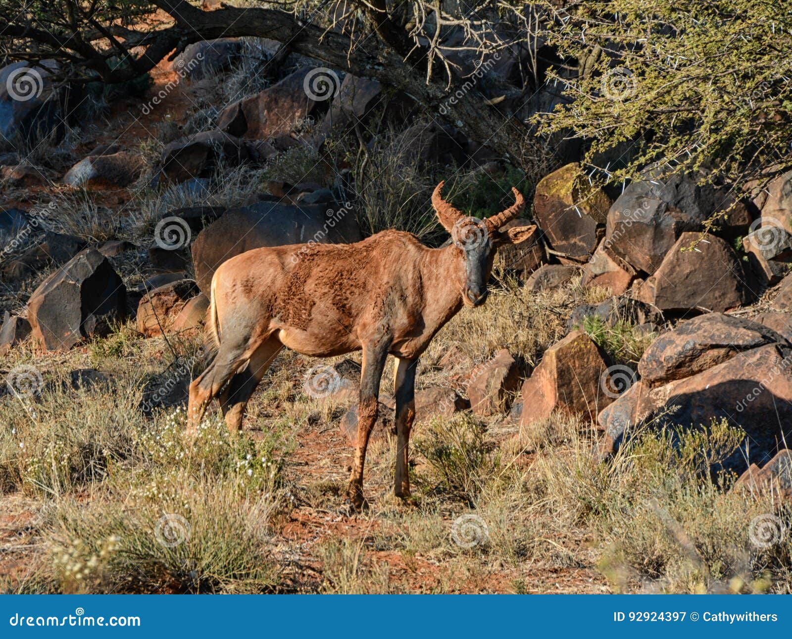 Tsessebe Antelope stock image. Image of african, grassland - 92924397