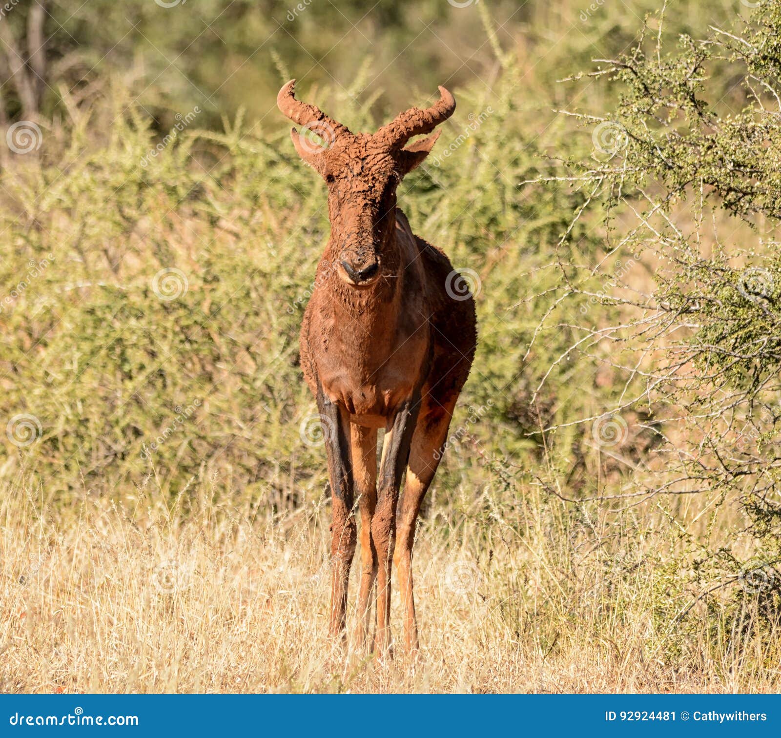 Tsessebe Antelope stock image. Image of animals, african - 92924481