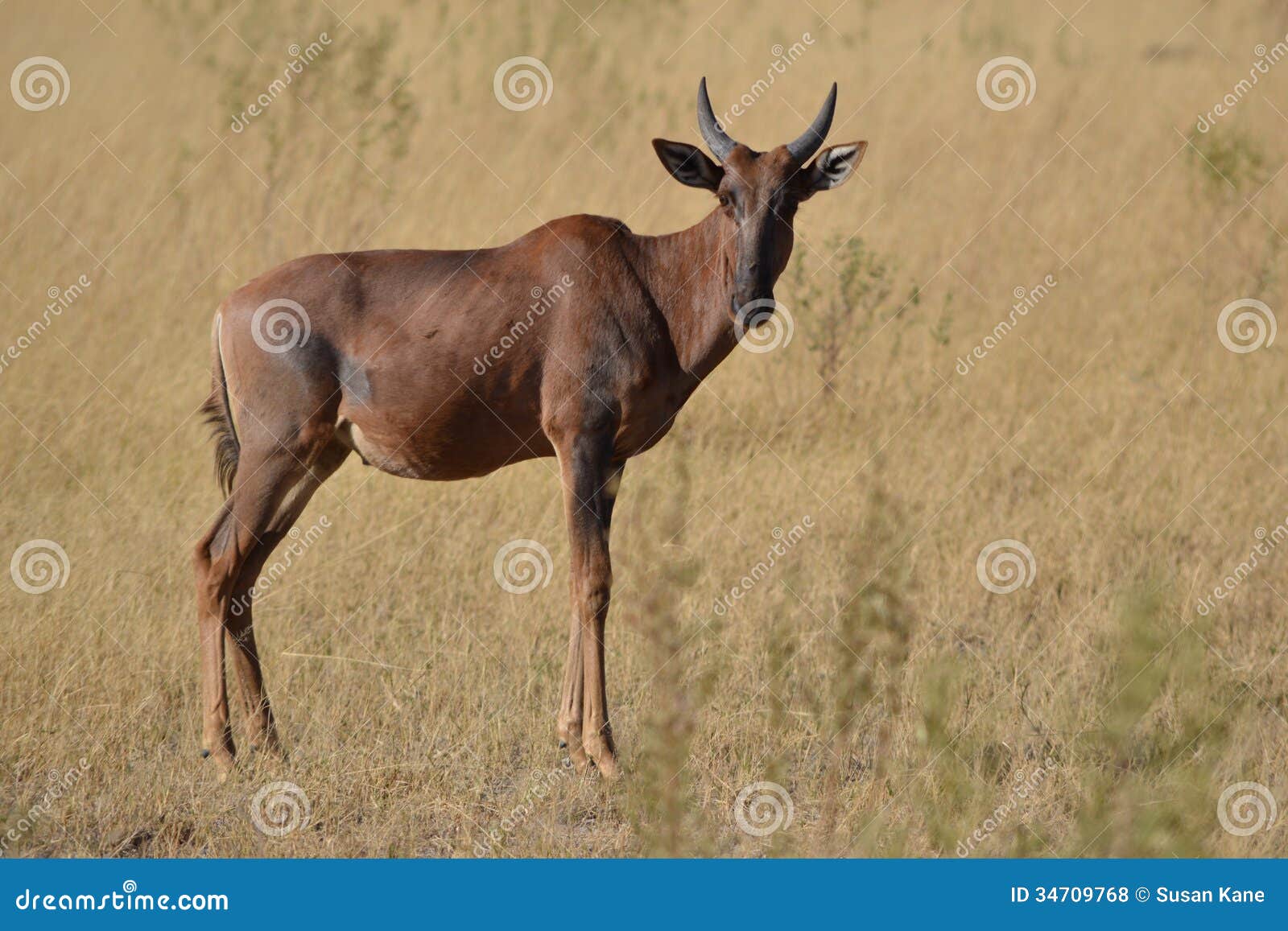 Tsessebe stock photo. Image of tsessebe, grassland, travel - 34709768