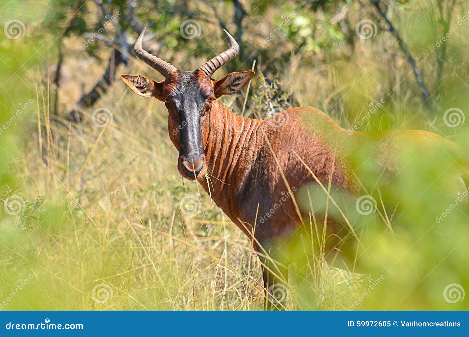 Tsessebe portrait stock image. Image of habitat, wildlife - 59972605