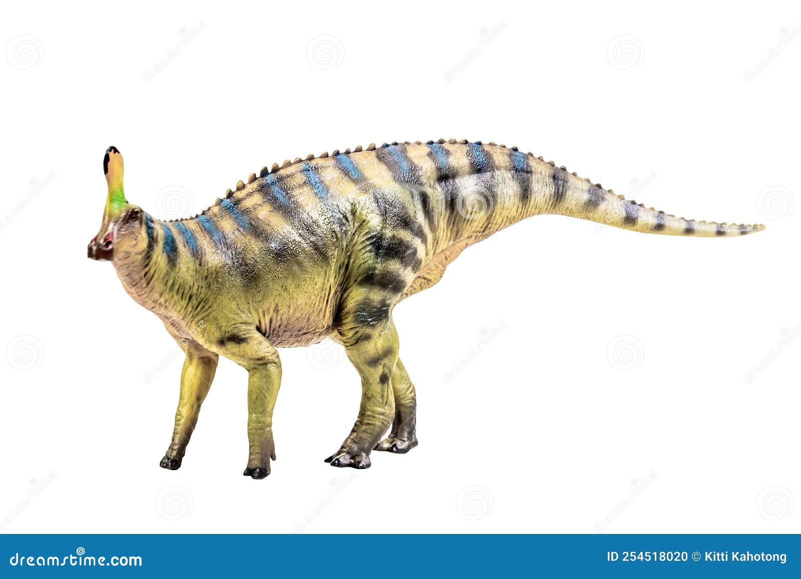 Tsintaosaurus Spinorhinus Dinosaur on White Isolate Background Clipping ...