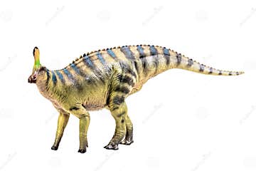 Tsintaosaurus Spinorhinus Dinosaur on White Isolate Background Clipping ...