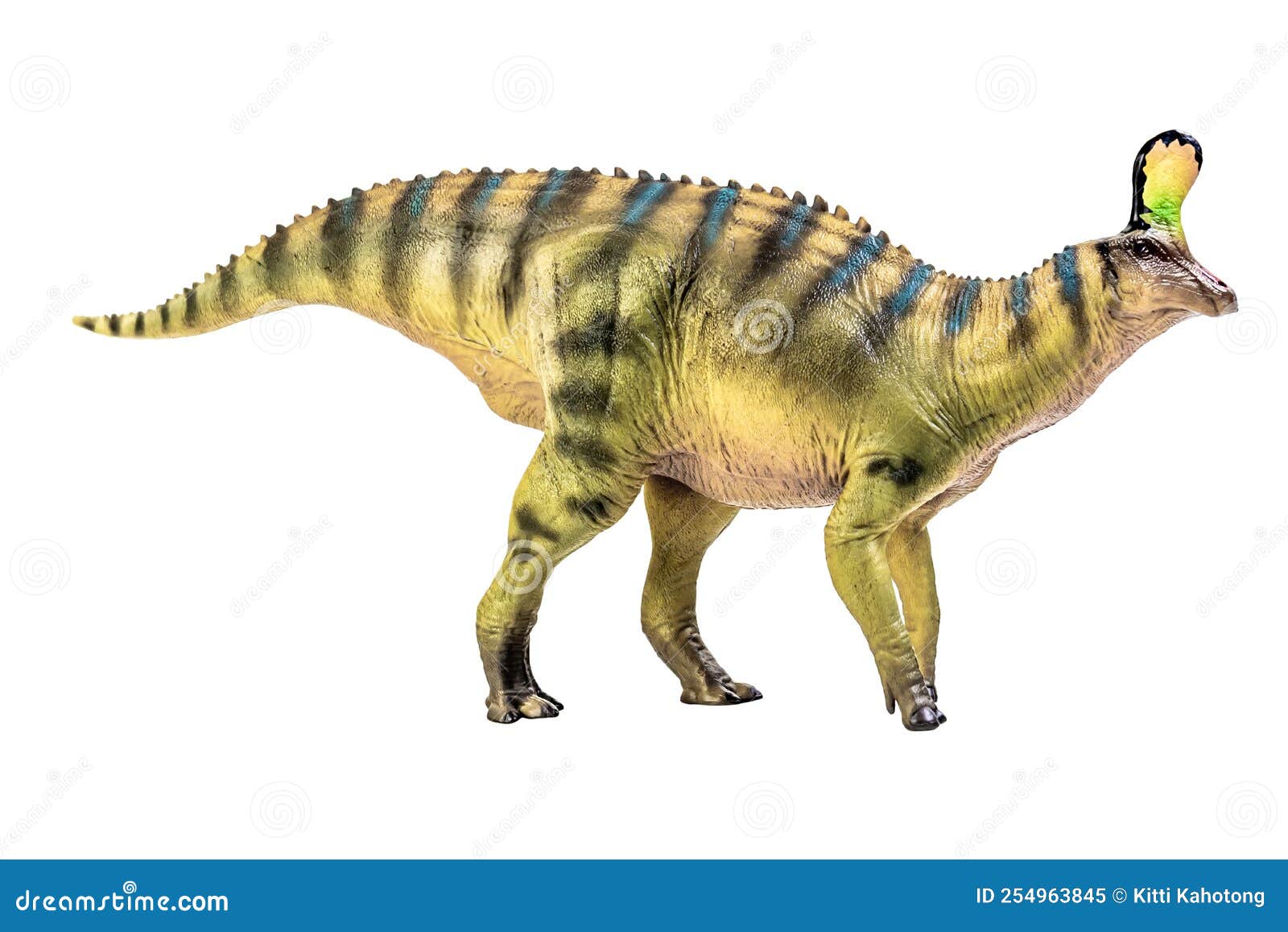 Tsintaosaurus Spinorhinus Dinosaur on White Isolate Background Clipping ...