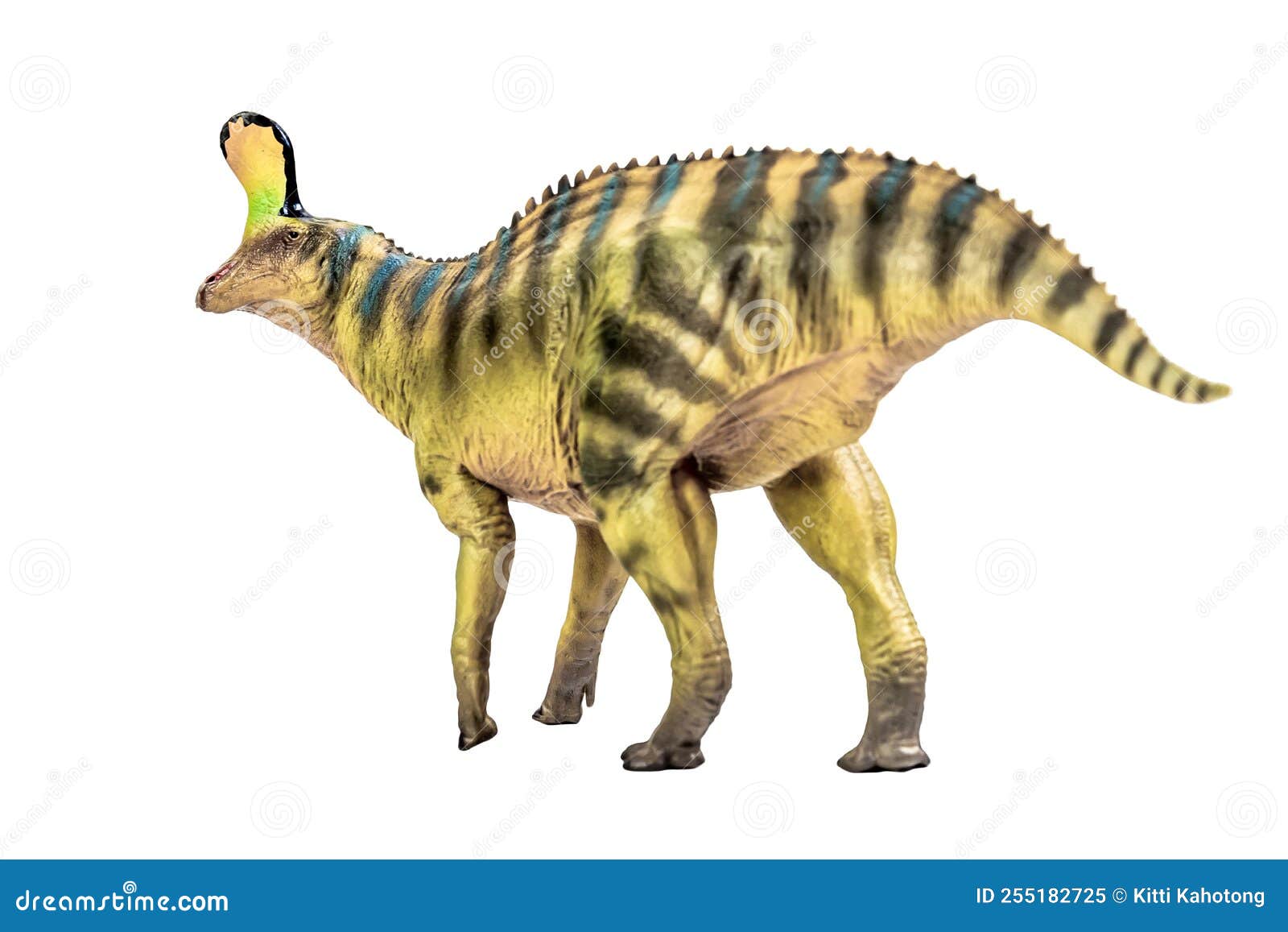 Tsintaosaurus Spinorhinus Dinosaur on White Isolate Background Clipping ...