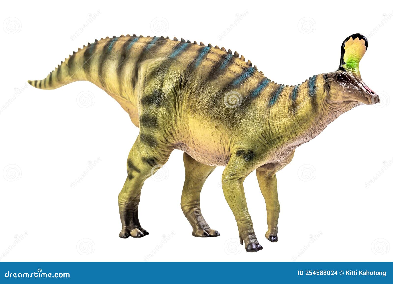 Tsintaosaurus Spinorhinus Dinosaur on White Isolate Background Clipping ...
