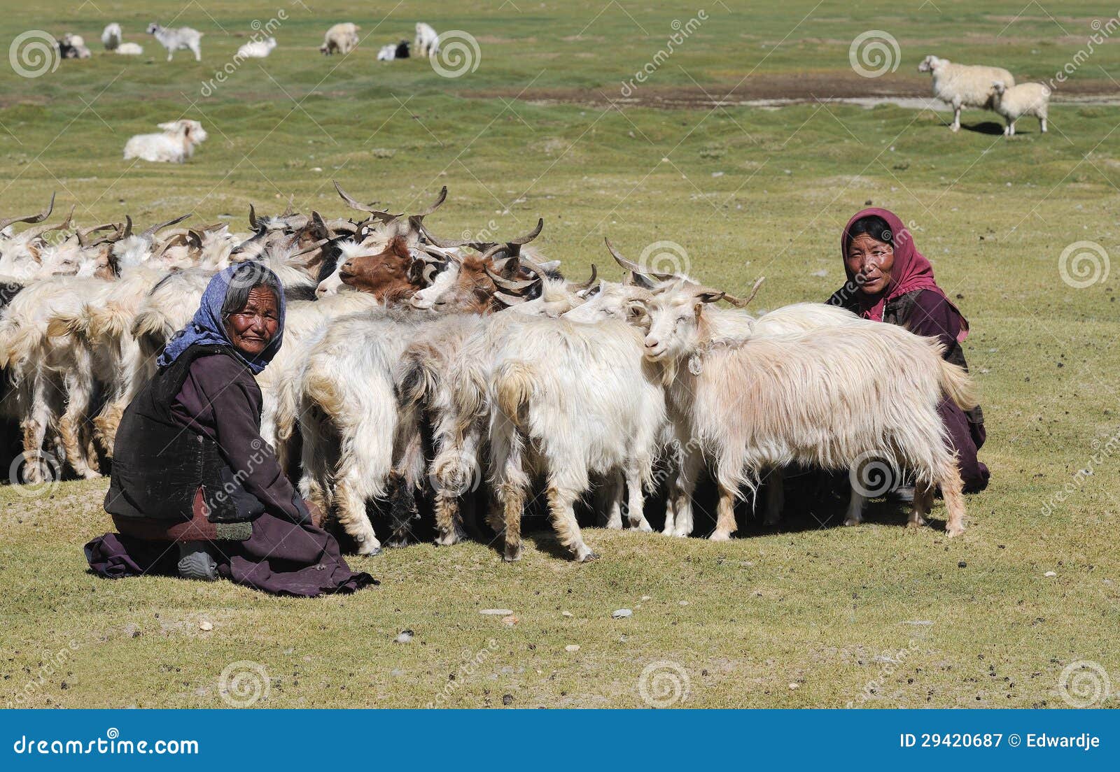 277 Goats Border Stock Photos - Free & Royalty-Free Stock Photos from ...