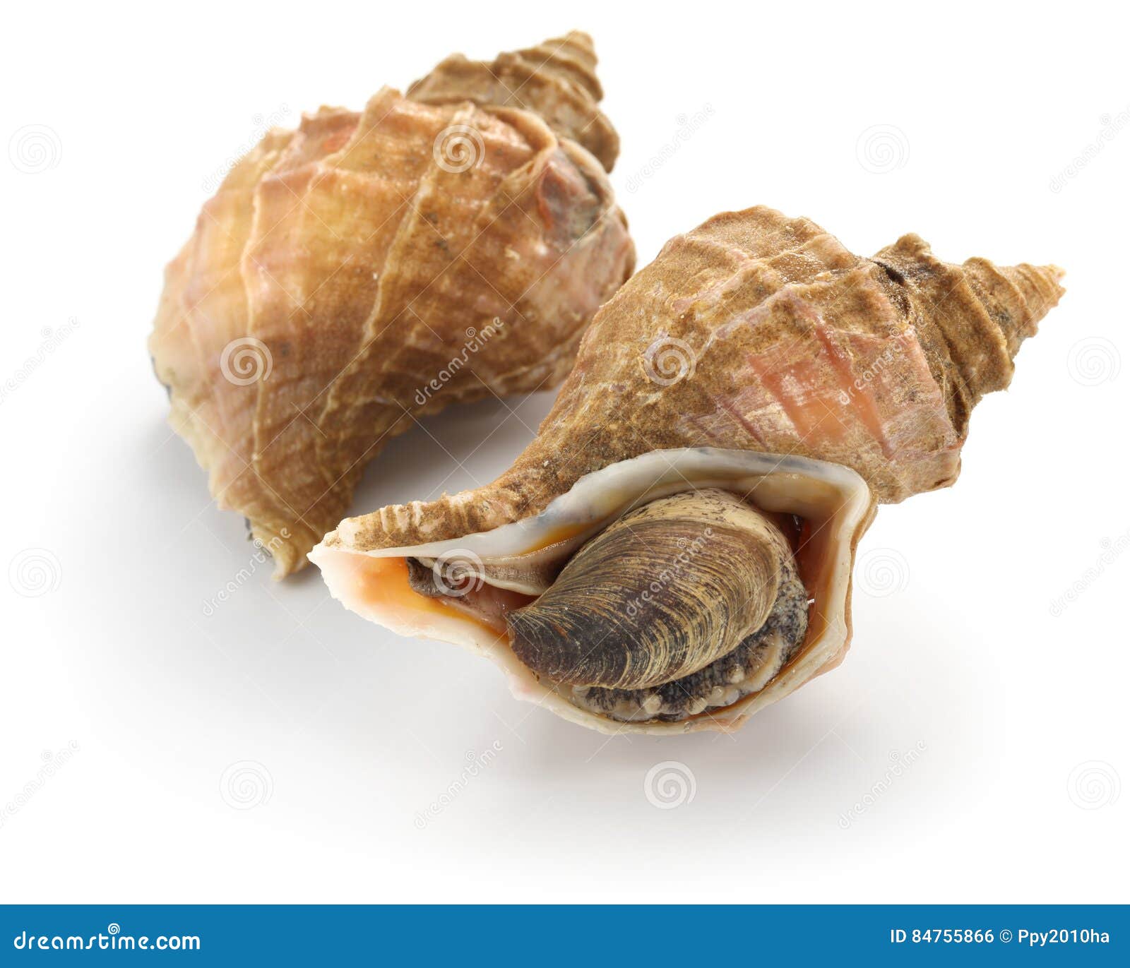 Tsubu-gai, Japanische Pustel Stockfoto - Bild von schnecke, frisch ...