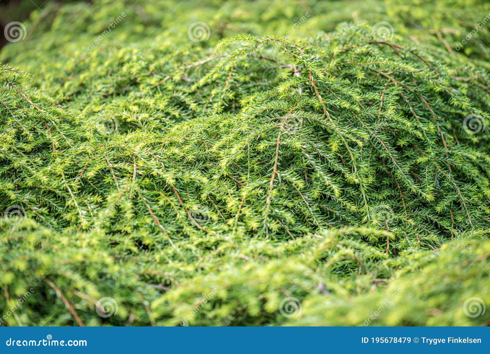 Tsuga Canadensis - Eastern Hemlock, Canadian Hemlock Tree With Cones ...