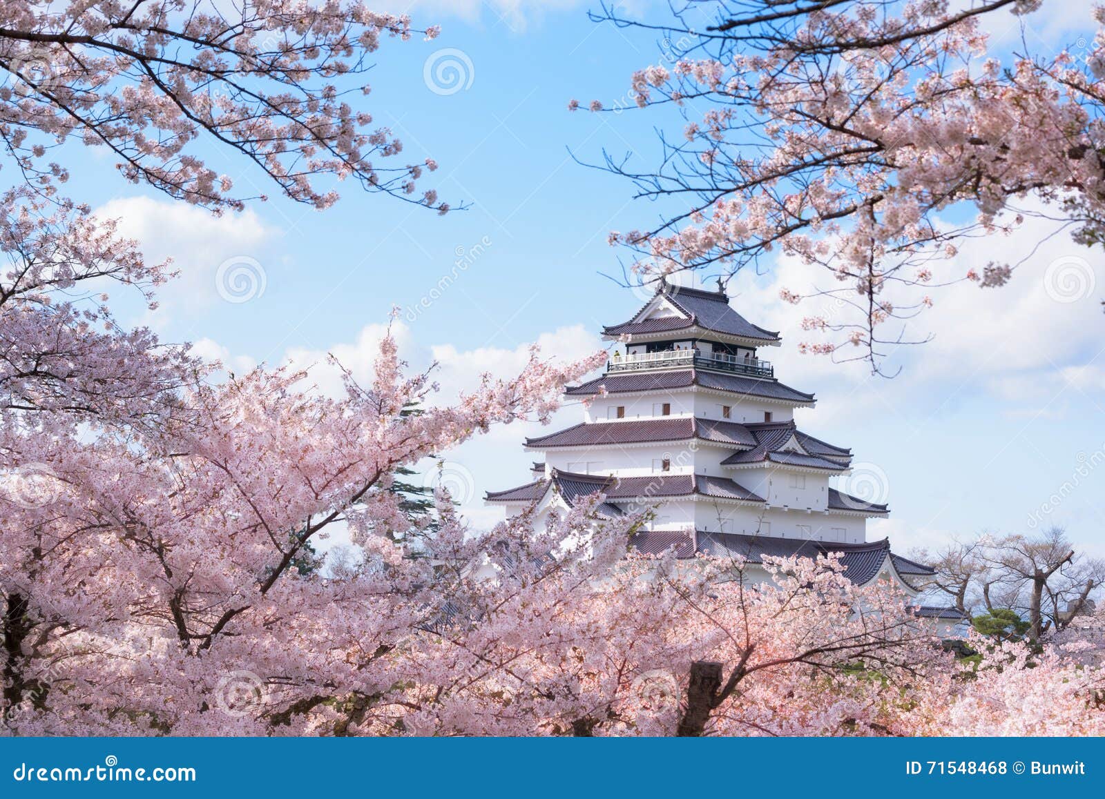Tsuruga Castle Surrounded by Hundreds of Sakura Trees Stock Photo ...