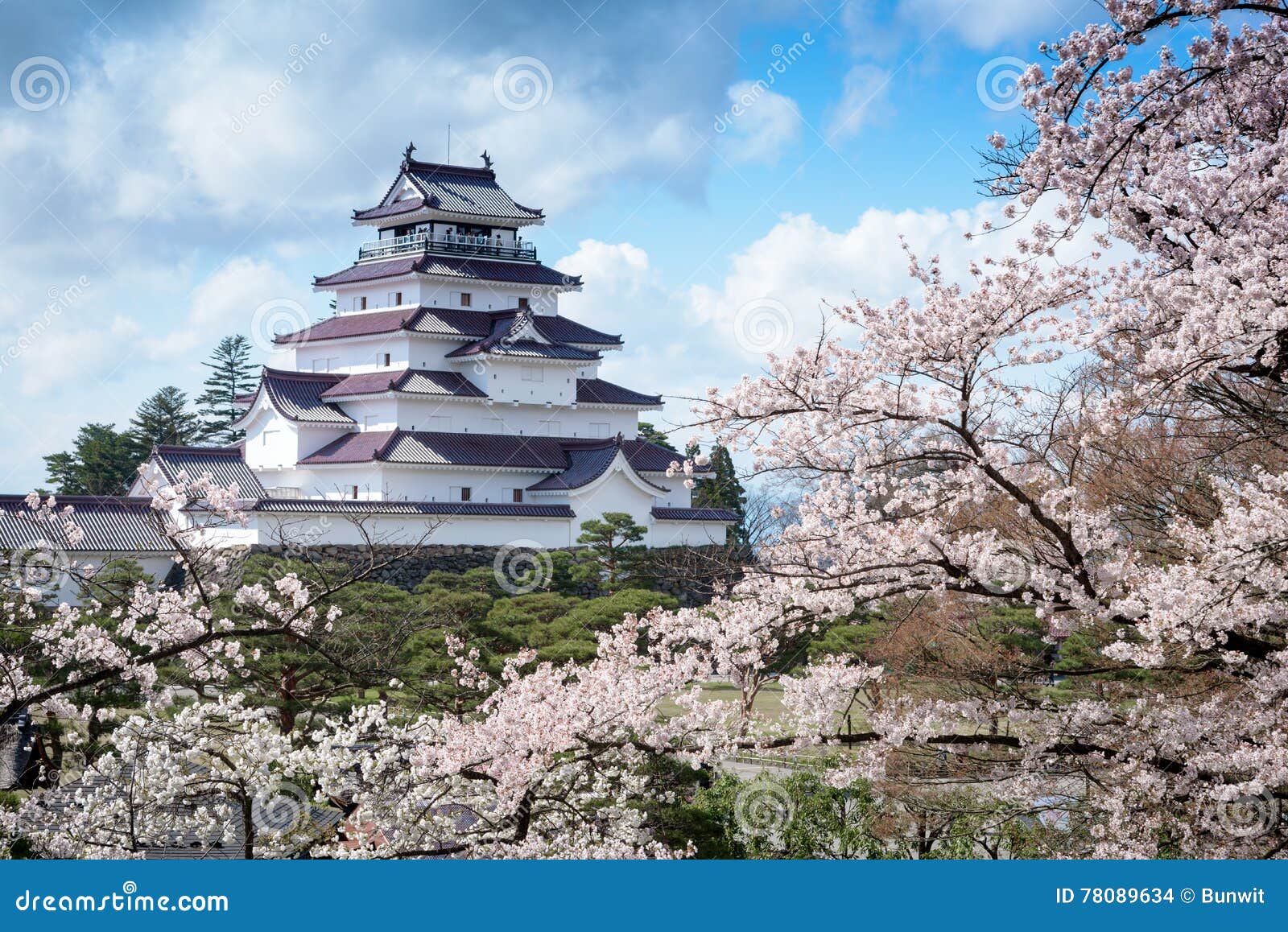 Tsuruga Castle Surrounded by Hundreds of Sakura Trees Stock Photo ...