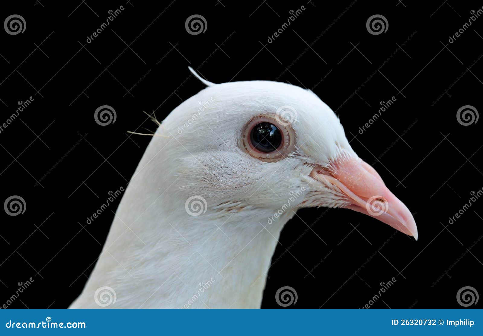 Tête D'isolement De Colombe Photographie stock - Image: 26320732
