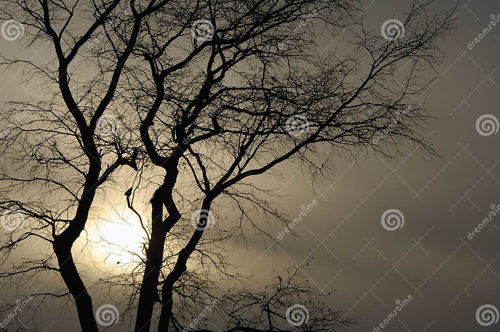 Ttree silhouette stock image. Image of dusk, cloudy, palate - 27503793