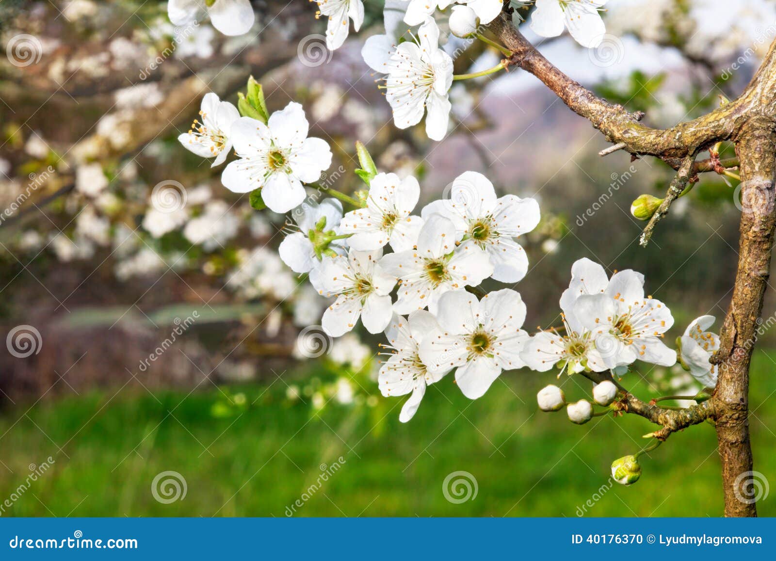 Ttree in white blossom stock photo. Image of macro, tree - 40176370