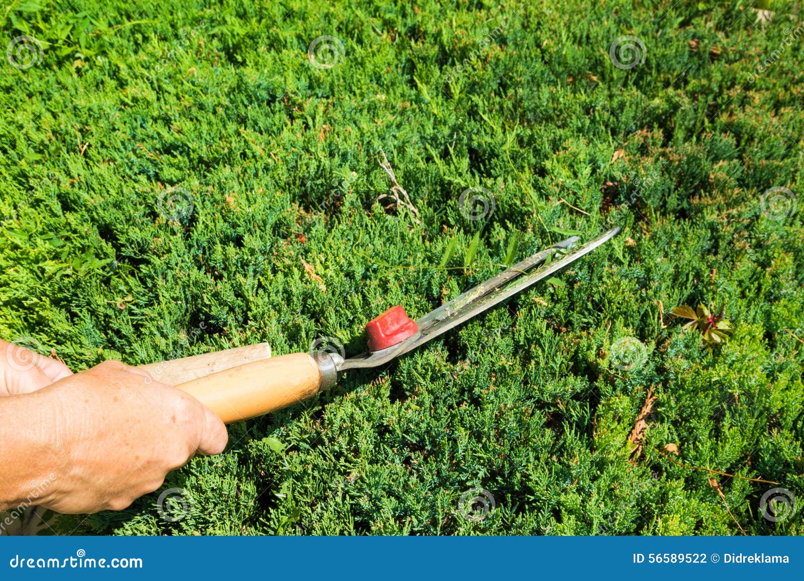 Ttrimming Bushes Stock Photos - Free & Royalty-Free Stock Photos from ...