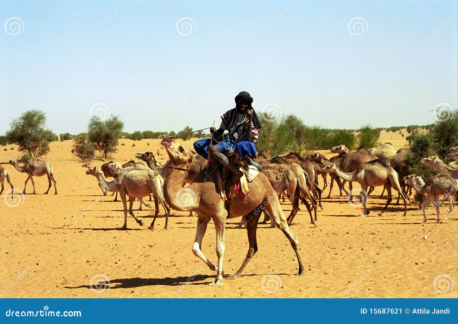 Tuareg Camel Driver, Mauritania Editorial Photo - Image of tanzania ...