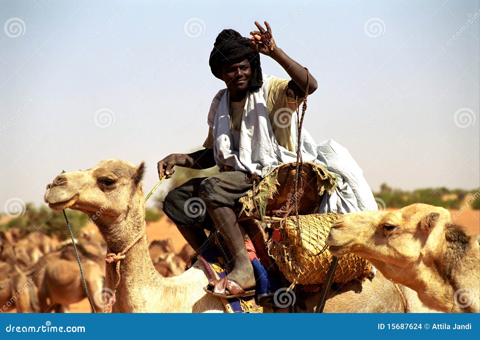 Tuareg Camel Driver, Mauritania Editorial Stock Image - Image of ...