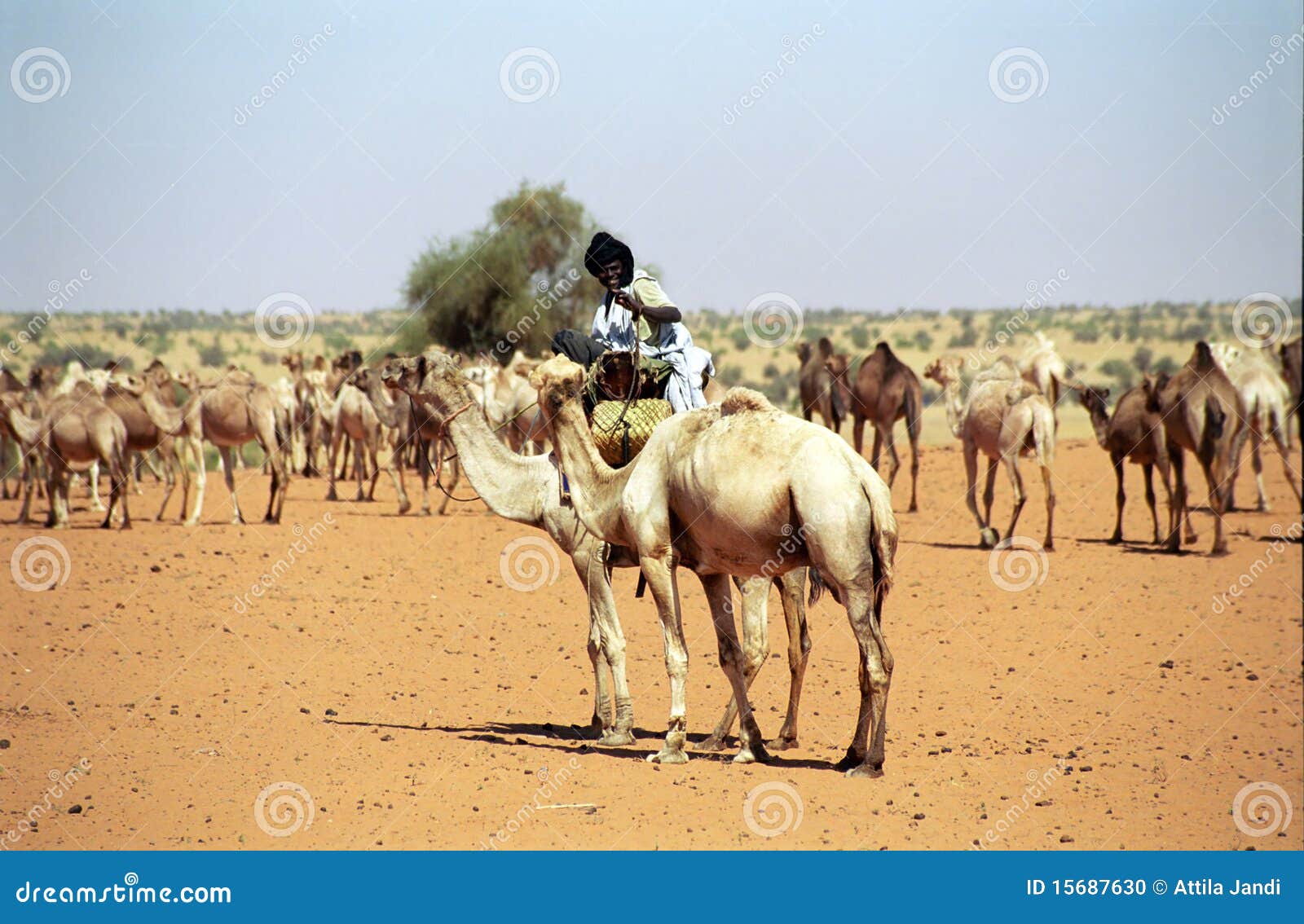 Tuareg Camel Driver, Mauritania Editorial Image - Image of driver ...