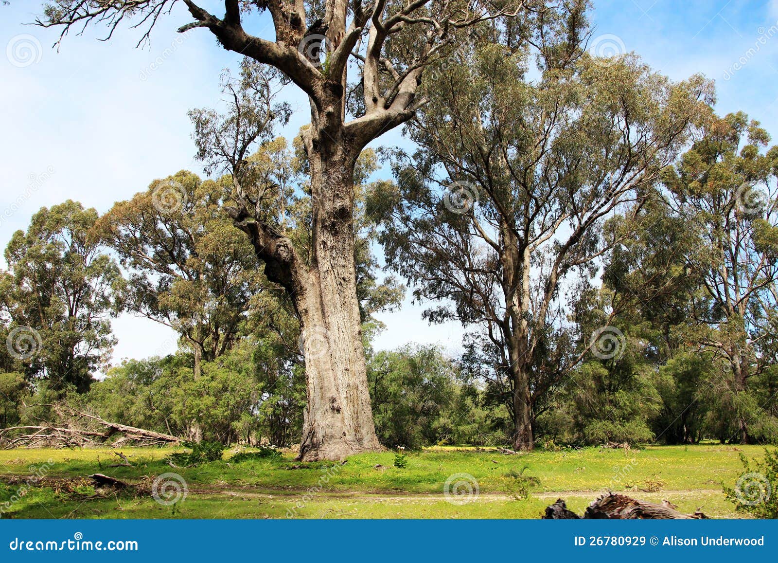 Tuart Tree Near Ludlow Tuart Forest Stock Image - Image of grass ...