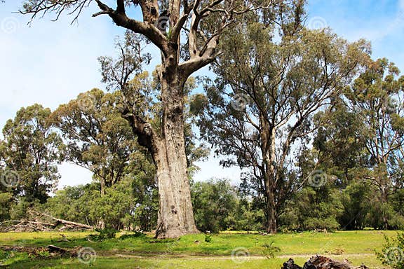 Tuart Tree Near Ludlow Tuart Forest Stock Image - Image of grass ...