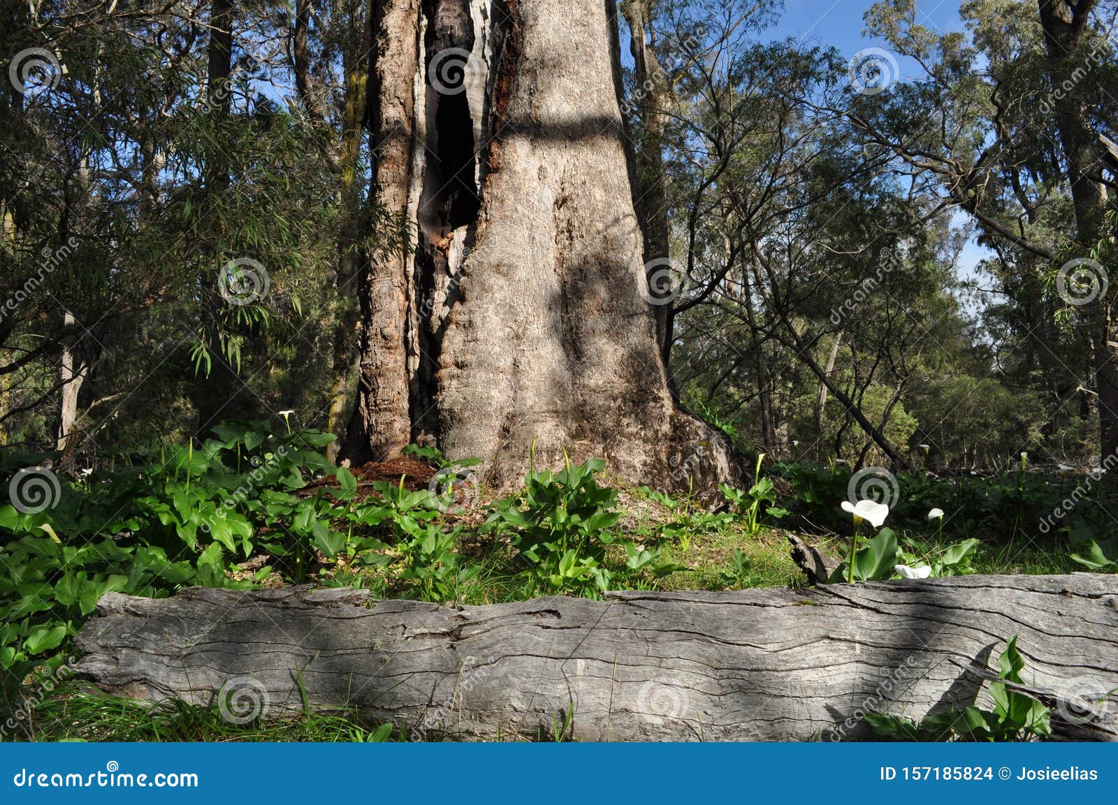 Tuart Trees, Foliage and Branches, Australia Stock Photo - Image of ...