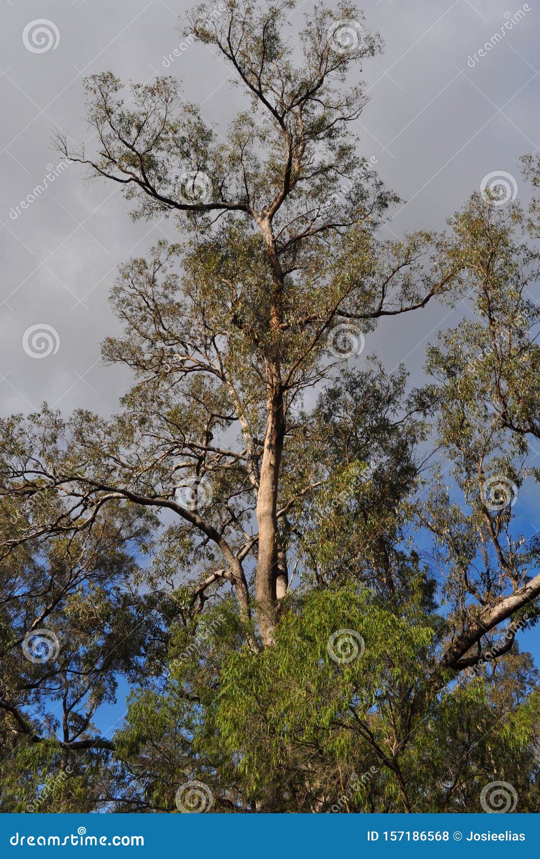 Tuart Trees, Foliage and Branches, Australia Stock Photo - Image of ...