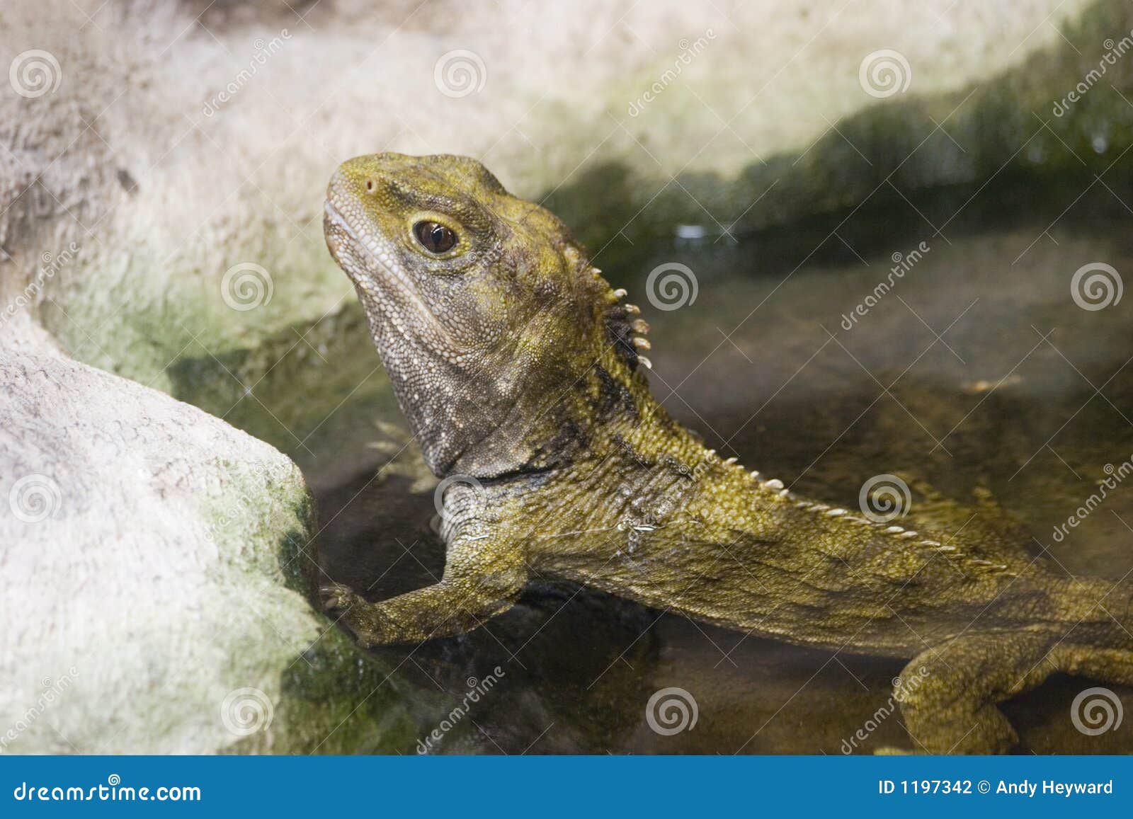 Tuatara Royalty-Free Stock Photography | CartoonDealer.com #55700933
