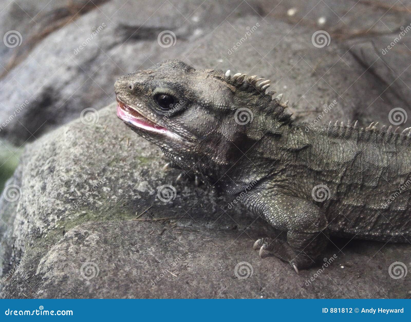 Tuatara Royalty-Free Stock Photography | CartoonDealer.com #55700933