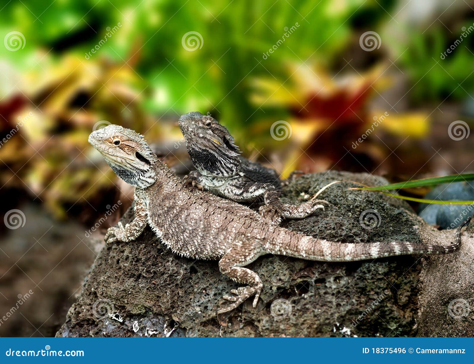 Tuatara della lucertola fotografia stock. Immagine di lucertola - 18375496