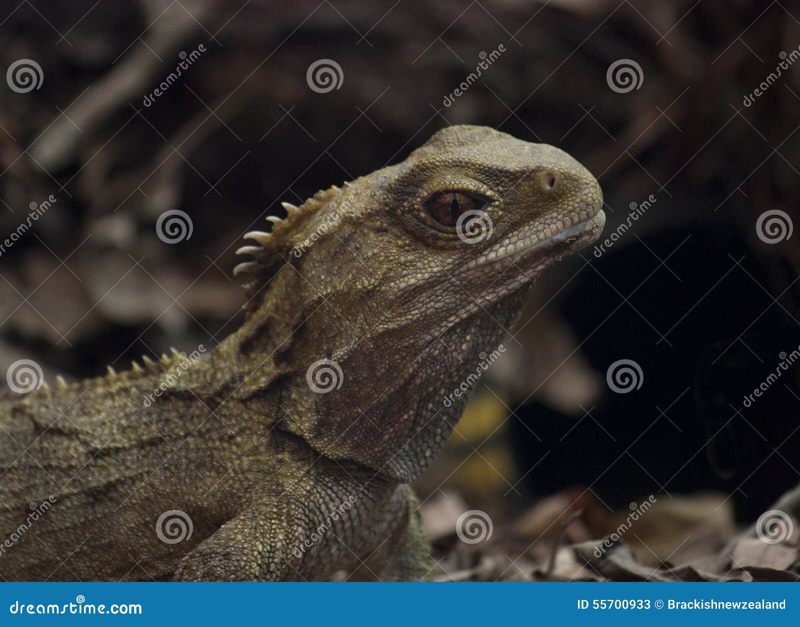 Tuatara Royalty-Free Stock Photography | CartoonDealer.com #55700933