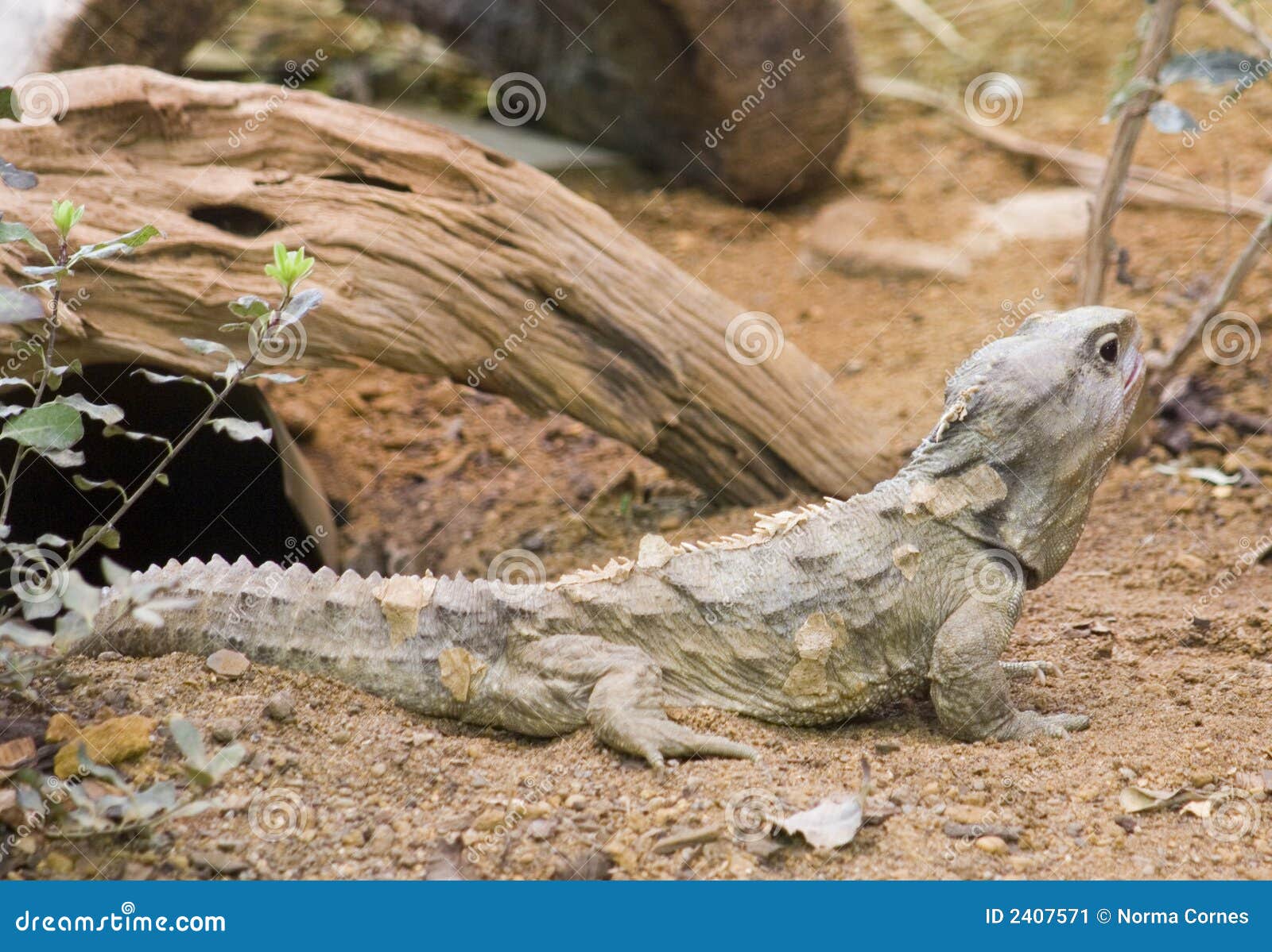 Tuatara Royalty-Free Stock Photography | CartoonDealer.com #55700933