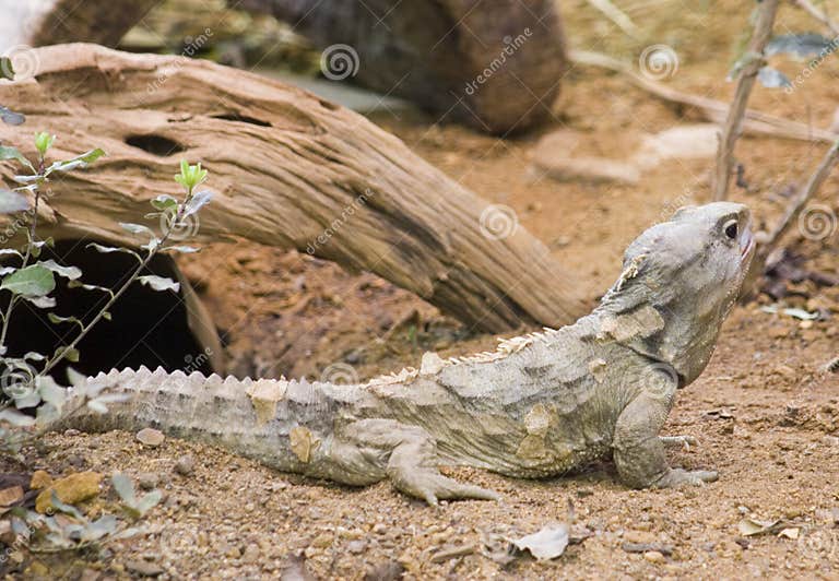 Tuatara lizard reptile stock image. Image of tuatara, dinosaur - 2407571