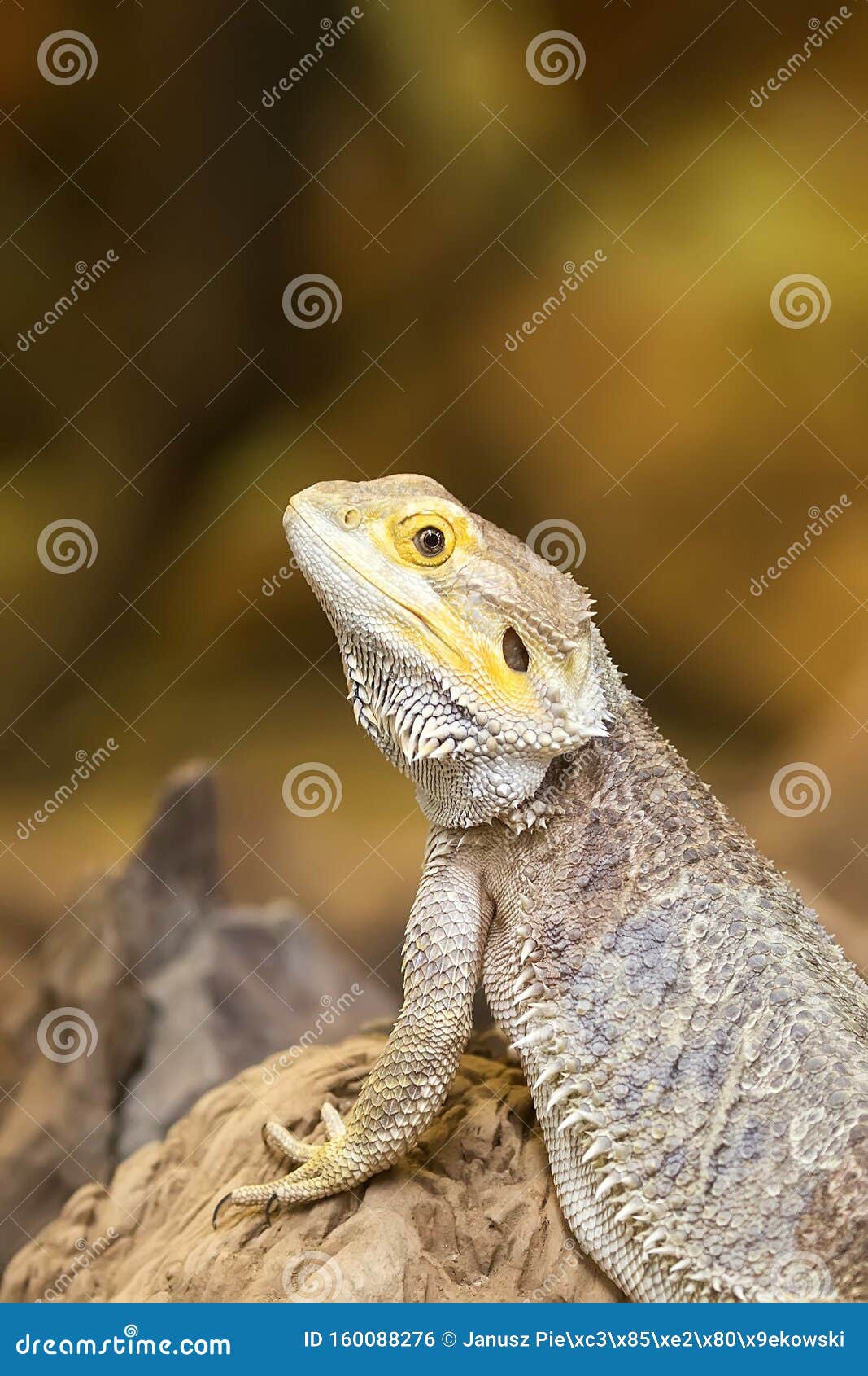 Tuatara in the wild stock photo. Image of animals, reptiles - 160088276