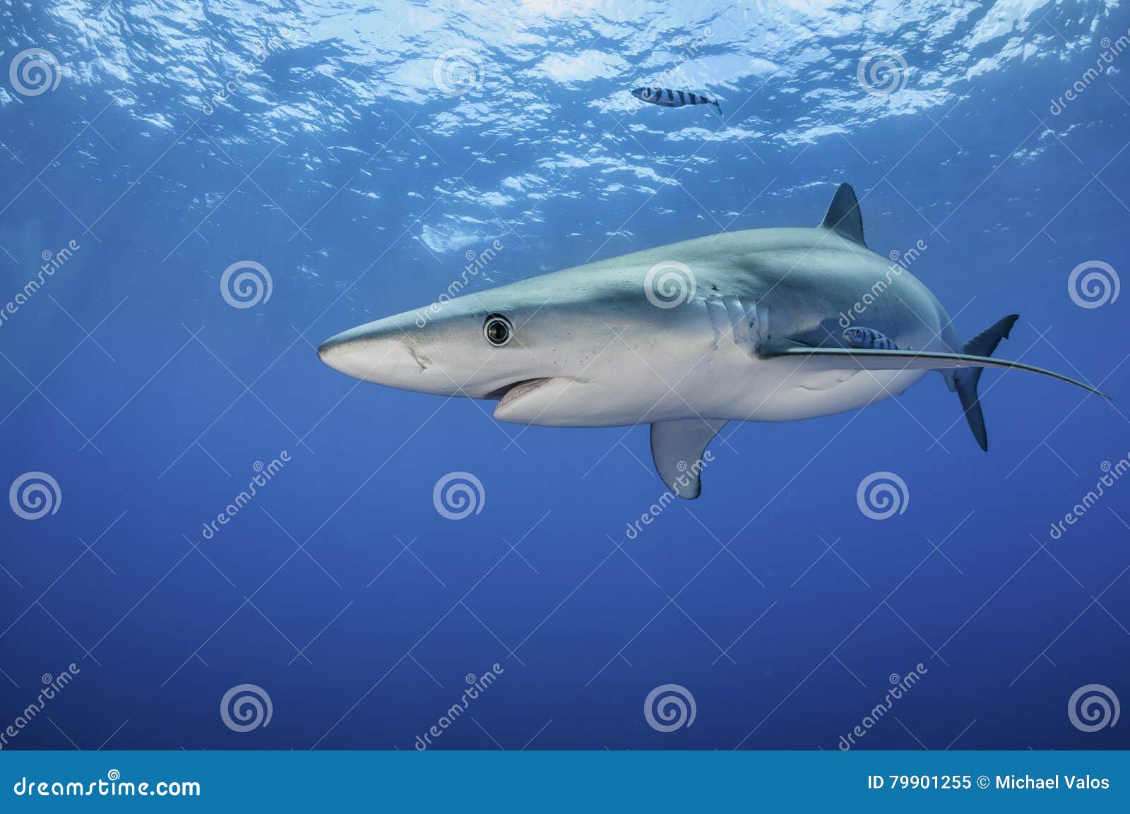 Tubarão azul imagem de stock. Imagem de grupo, costa - 79901255