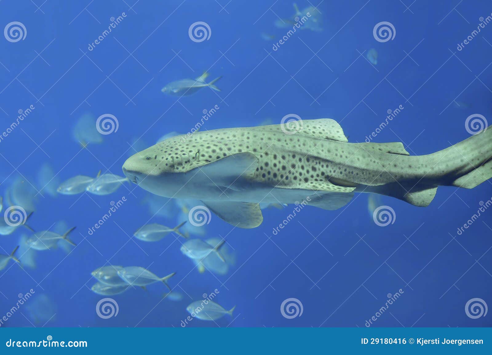 Tubarão da zebra foto de stock. Imagem de mergulho, nadada - 29180416