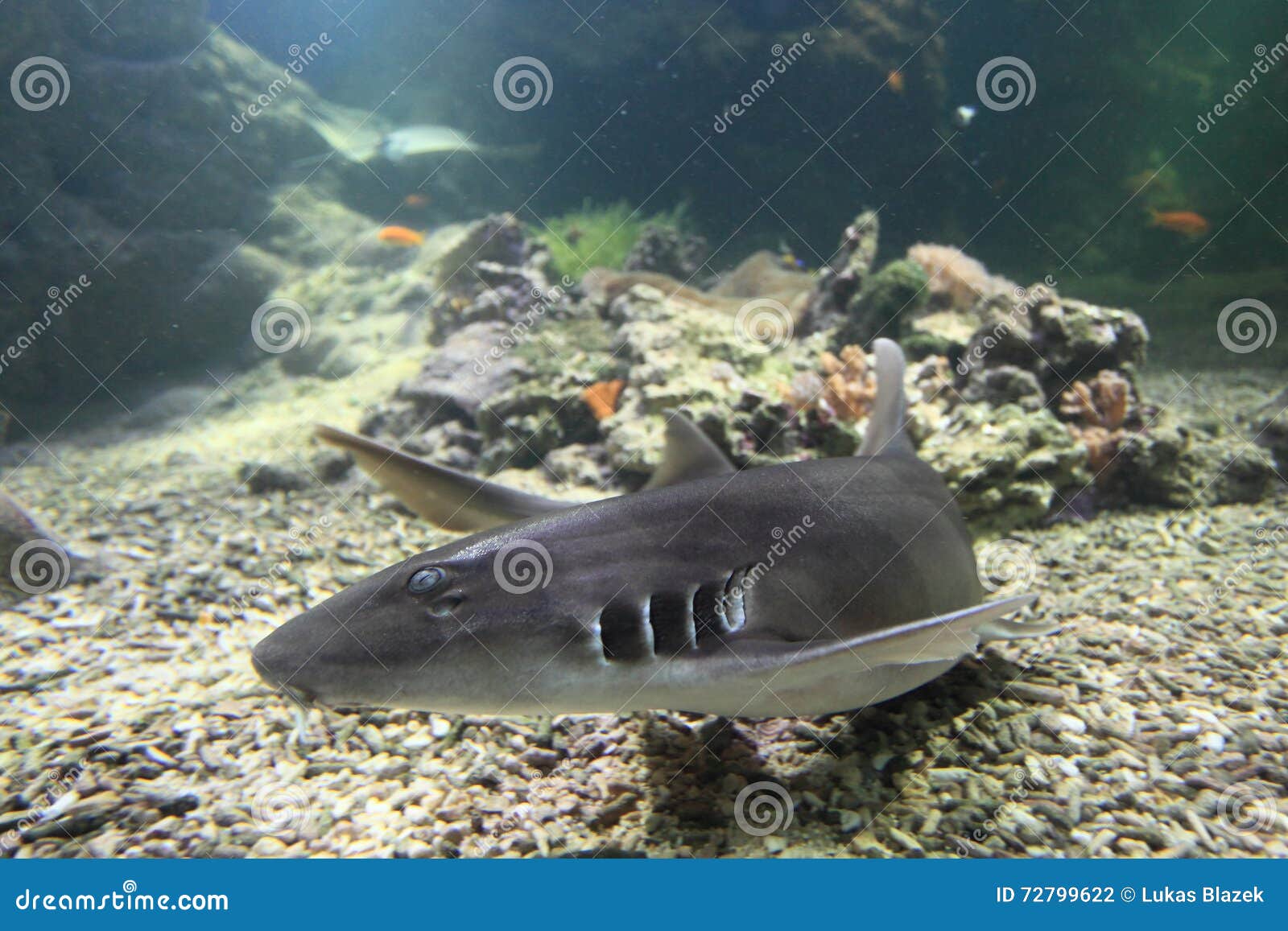 Tubarão Do Bambu De Brownbanded Foto de Stock - Imagem de bambu, vida ...